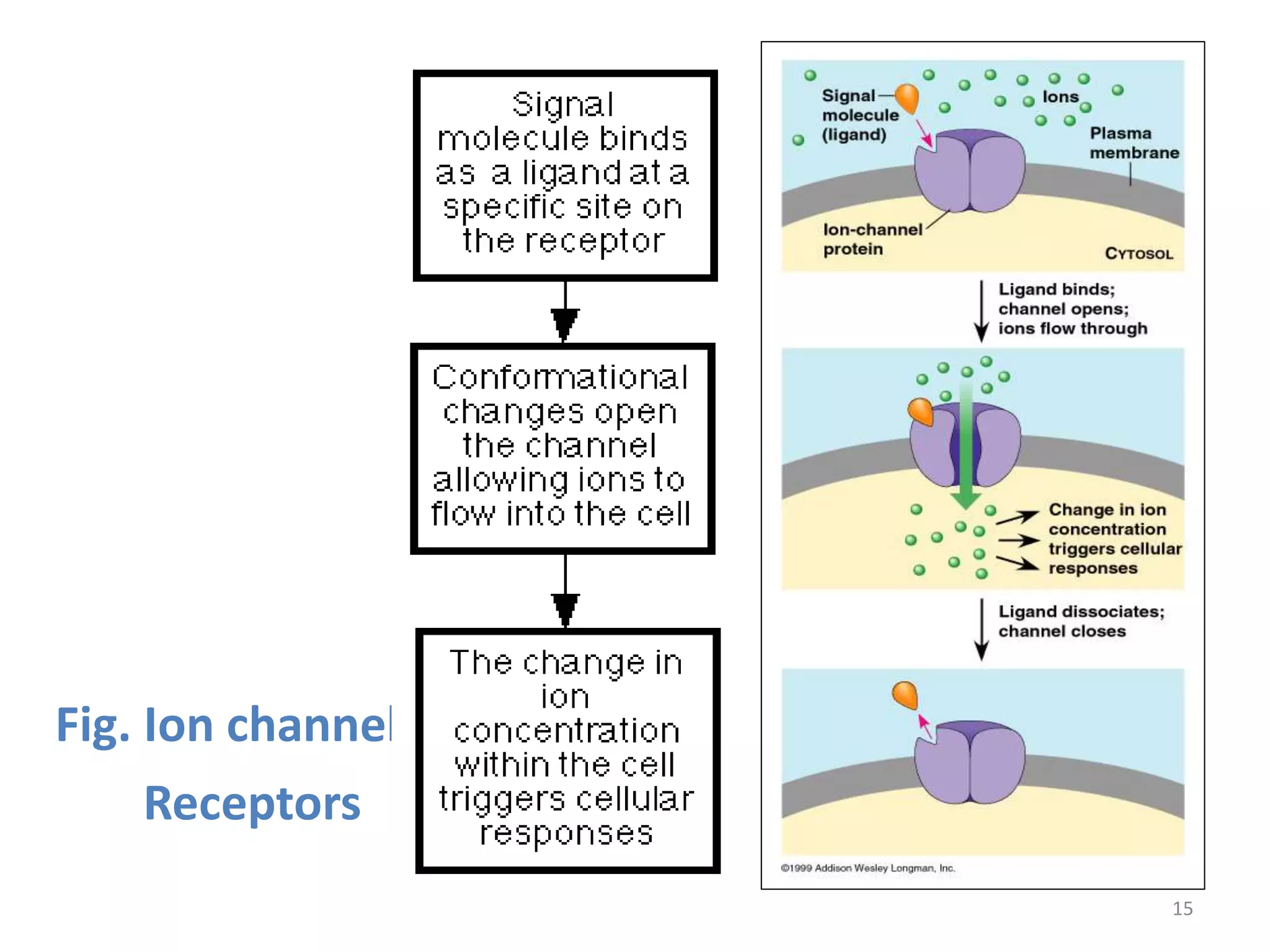 Receptors as Drug Targets | PPTX