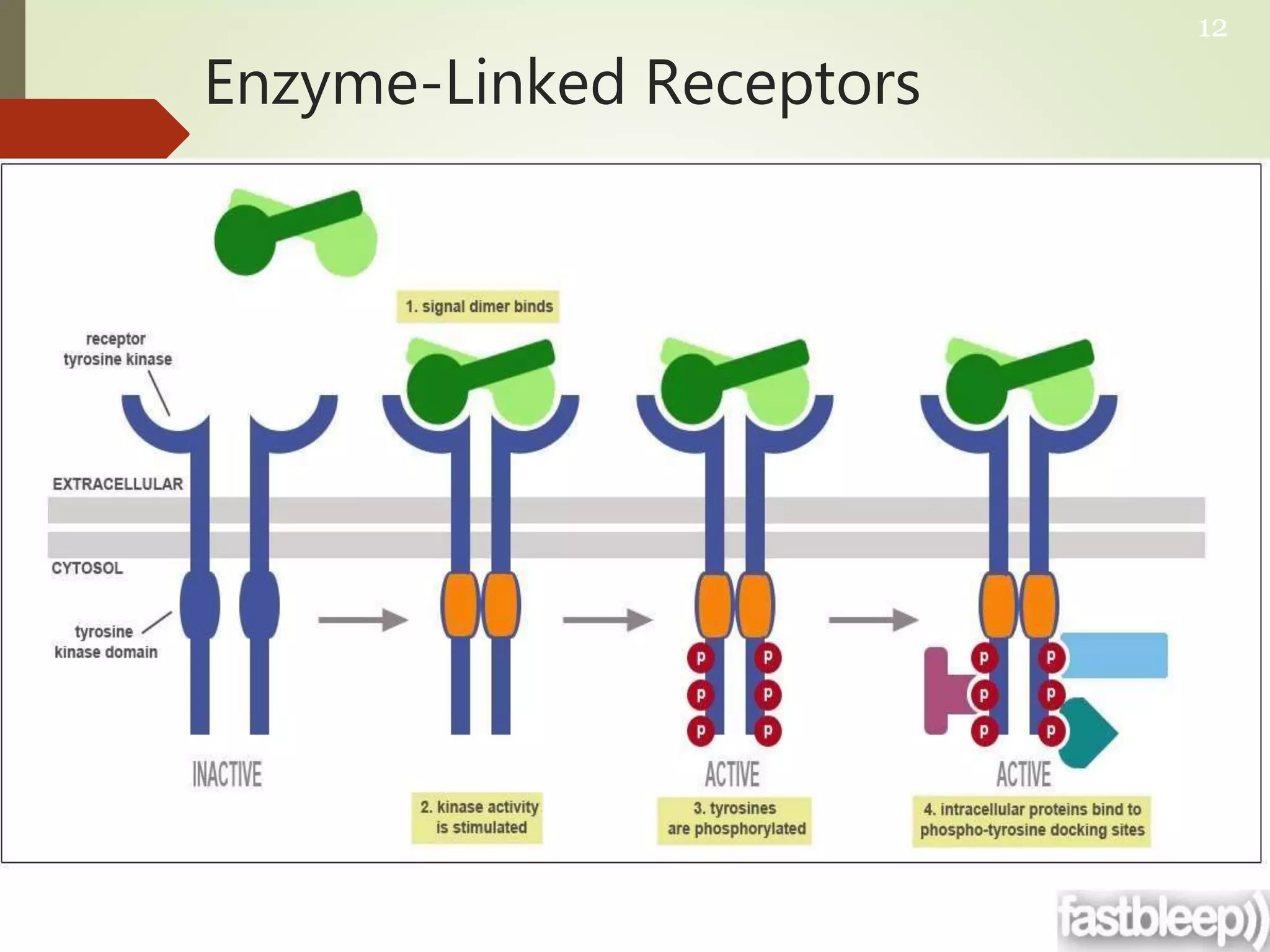 Receptors and receptors classification | PPTX