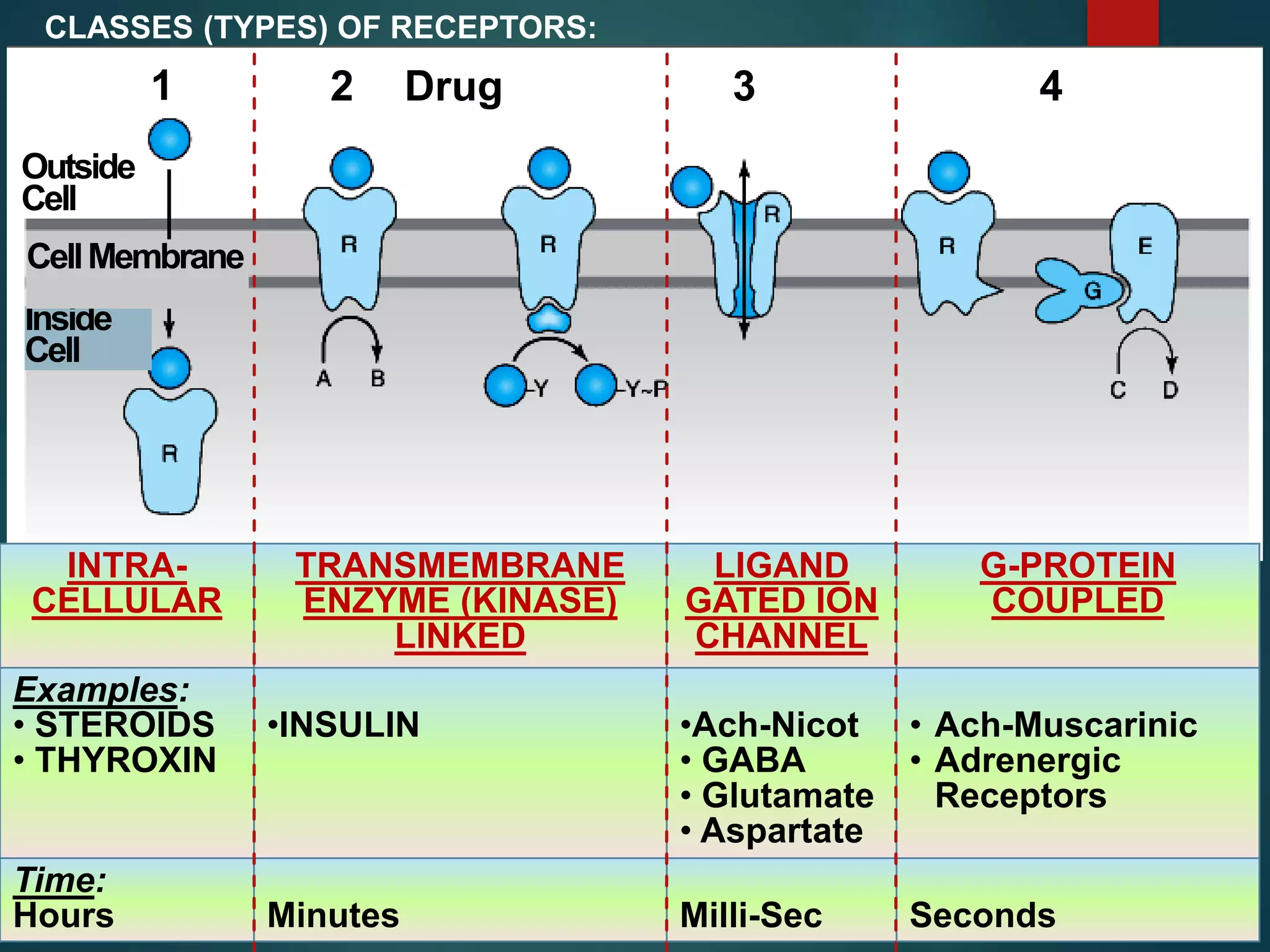 Drug Receptor Interactions | PPTX
