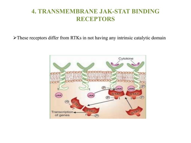Receptors | PPT