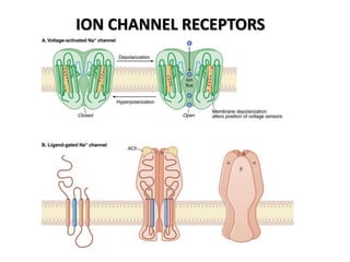 Drug Receptors | PPTX