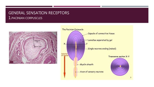 Receptors | PPT