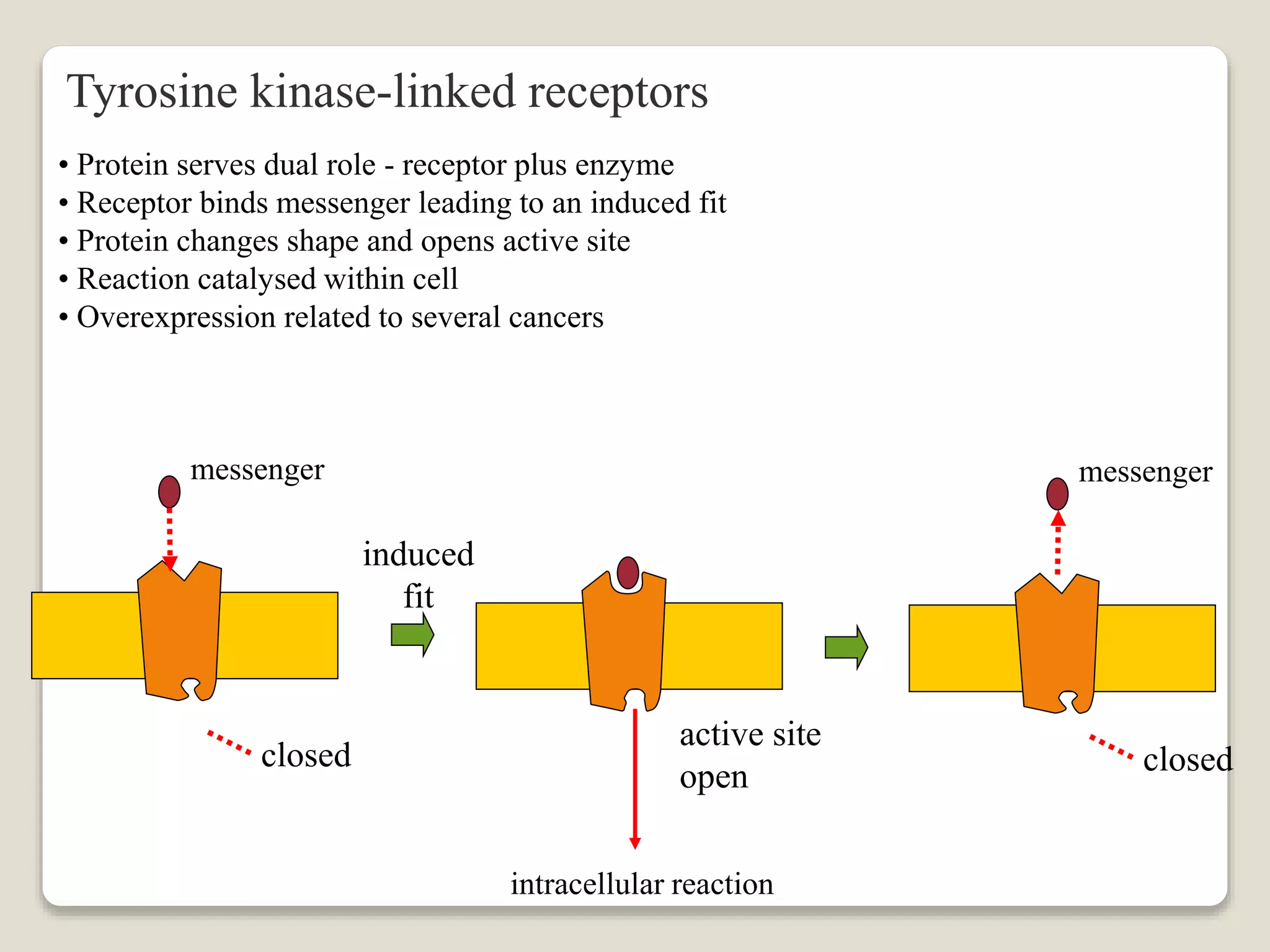 Receptors Types and details | PPT
