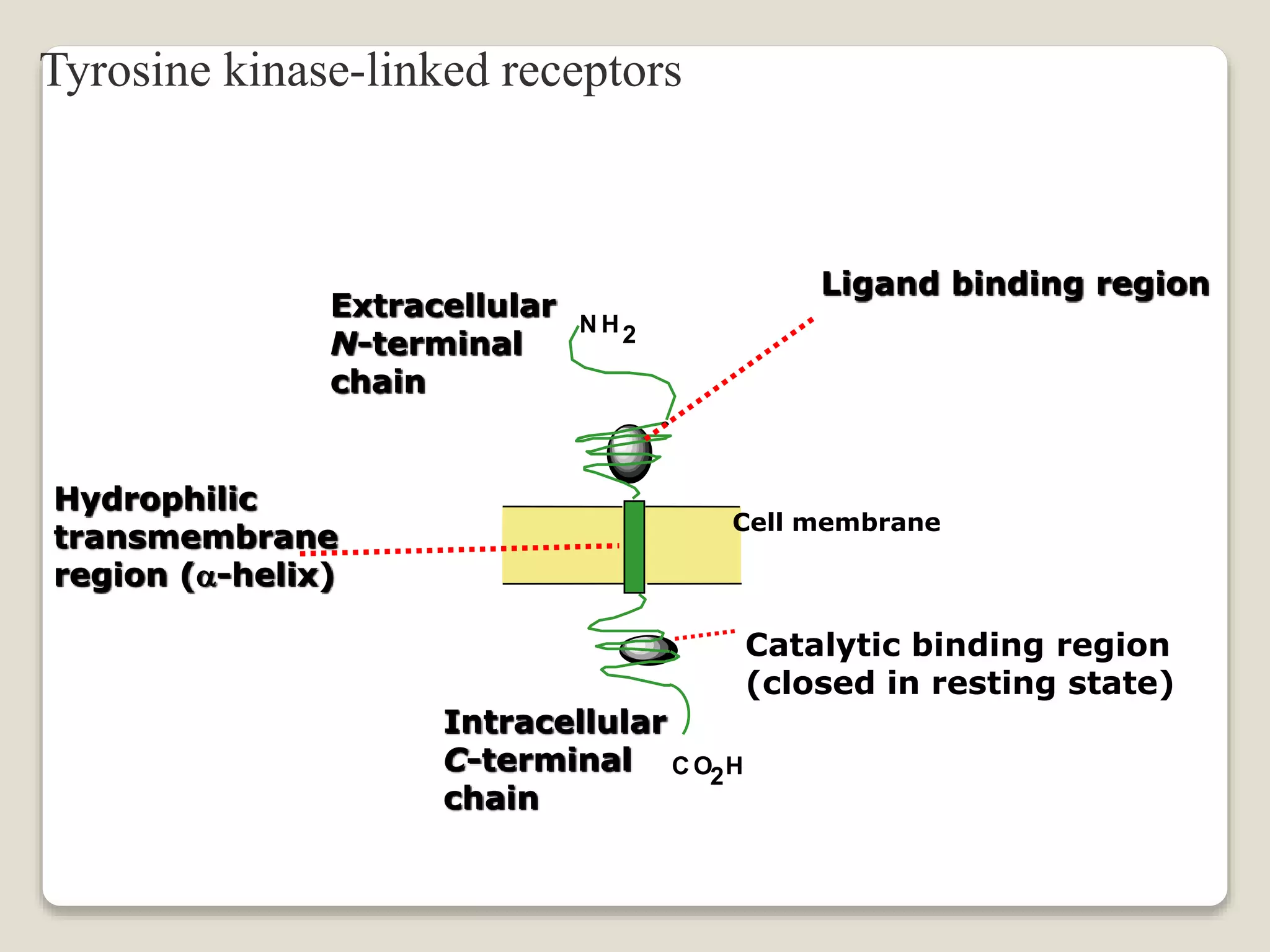 Receptors Types and details | PPT