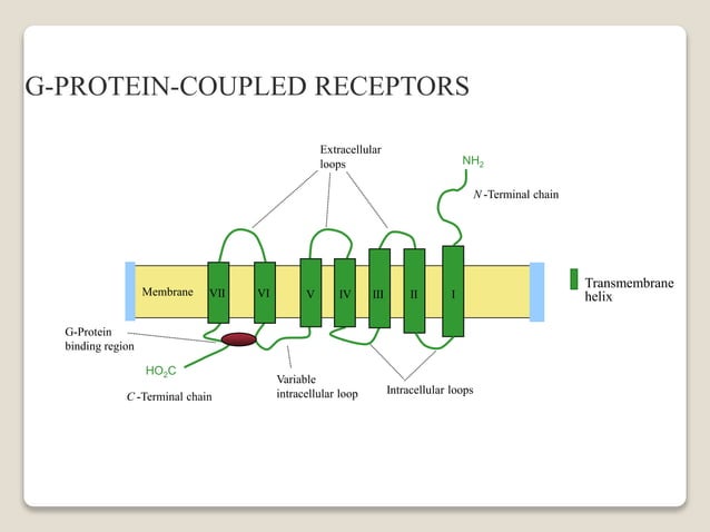 Receptors Types and details | PPT