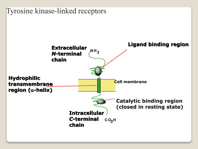 Receptors Types and details | PPT