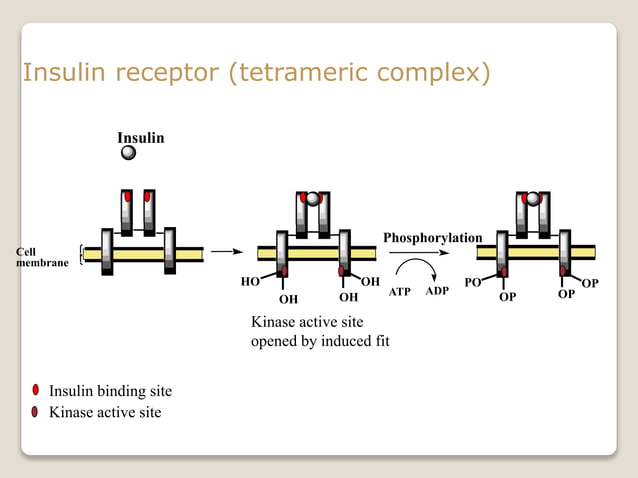Receptors Types and details | PPT