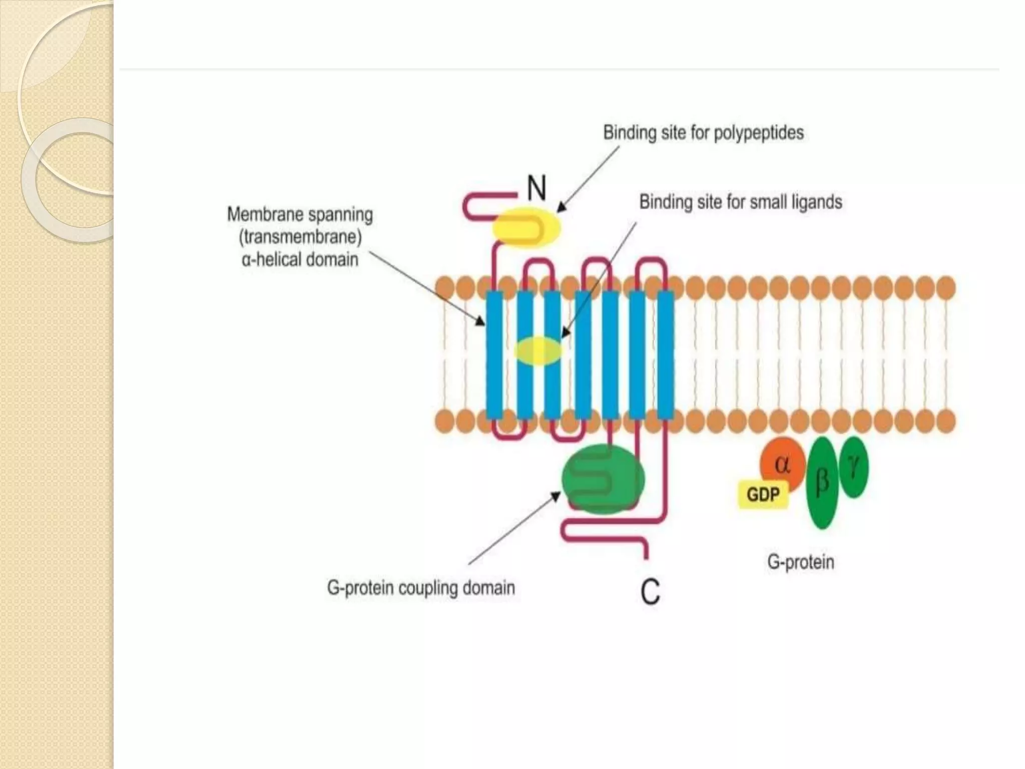 Receptors | PPTX