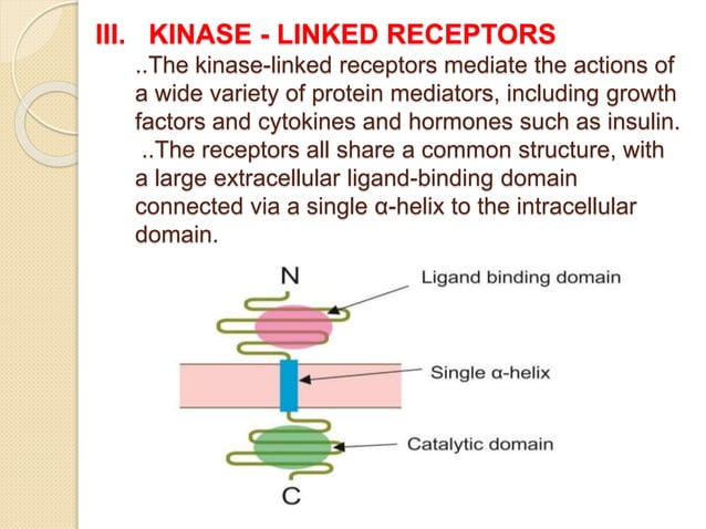 Receptors | PPTX | Biological Sciences | Science