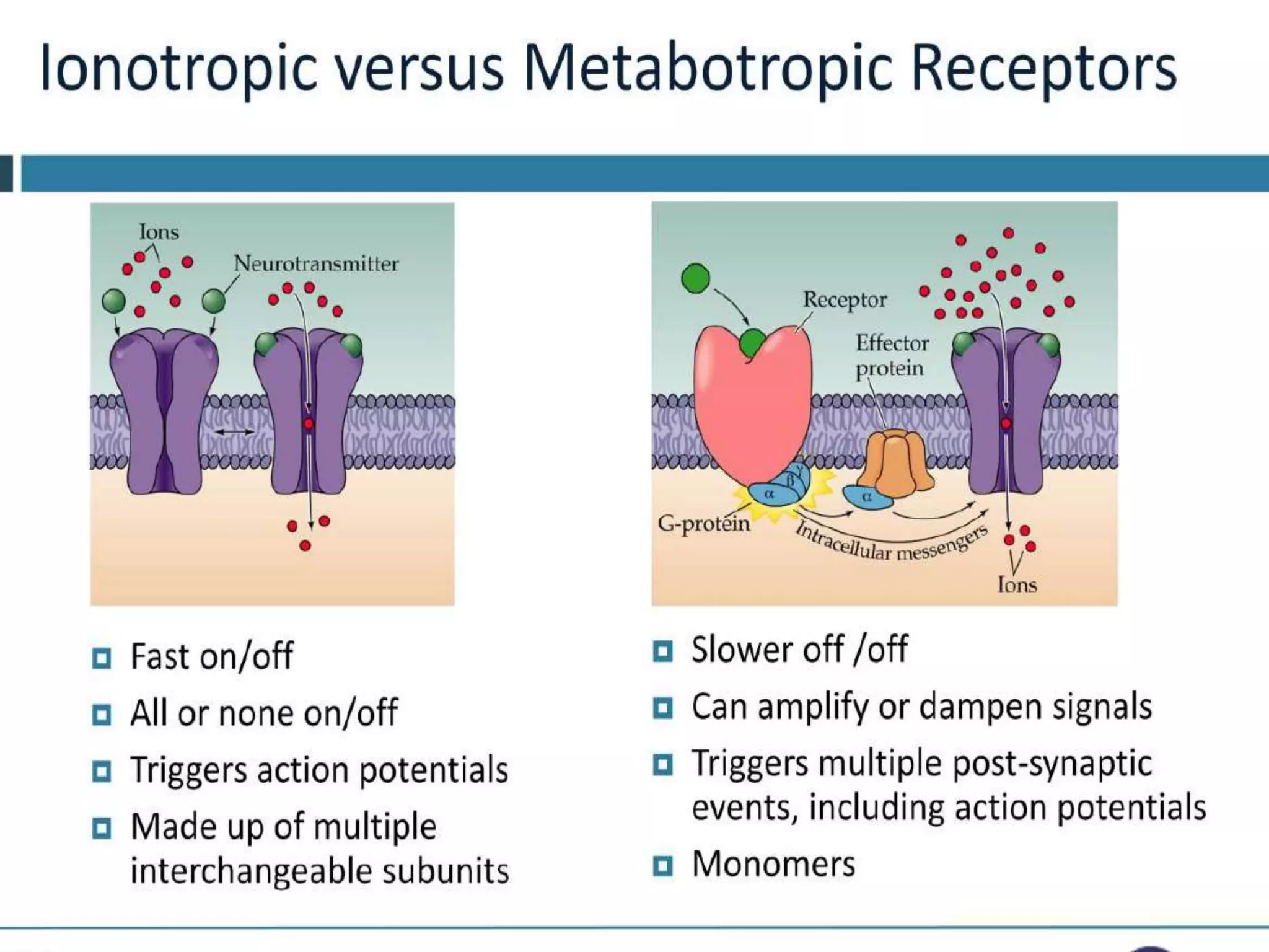 receptors | PPTX