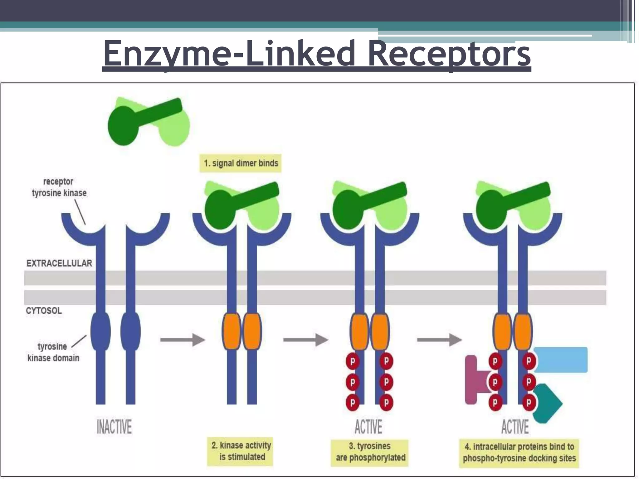 receptors | PPTX