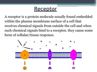 receptors | PPTX