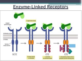 receptors | PPTX