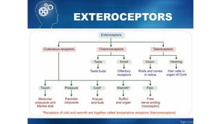 PHYSIOLOGY OF RECEPTORS, IT'S TYPES & PROPERTIES.pptx