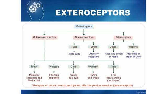 PHYSIOLOGY OF RECEPTORS, IT'S TYPES & PROPERTIES.pptx