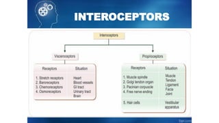 PHYSIOLOGY OF RECEPTORS, IT'S TYPES & PROPERTIES.pptx