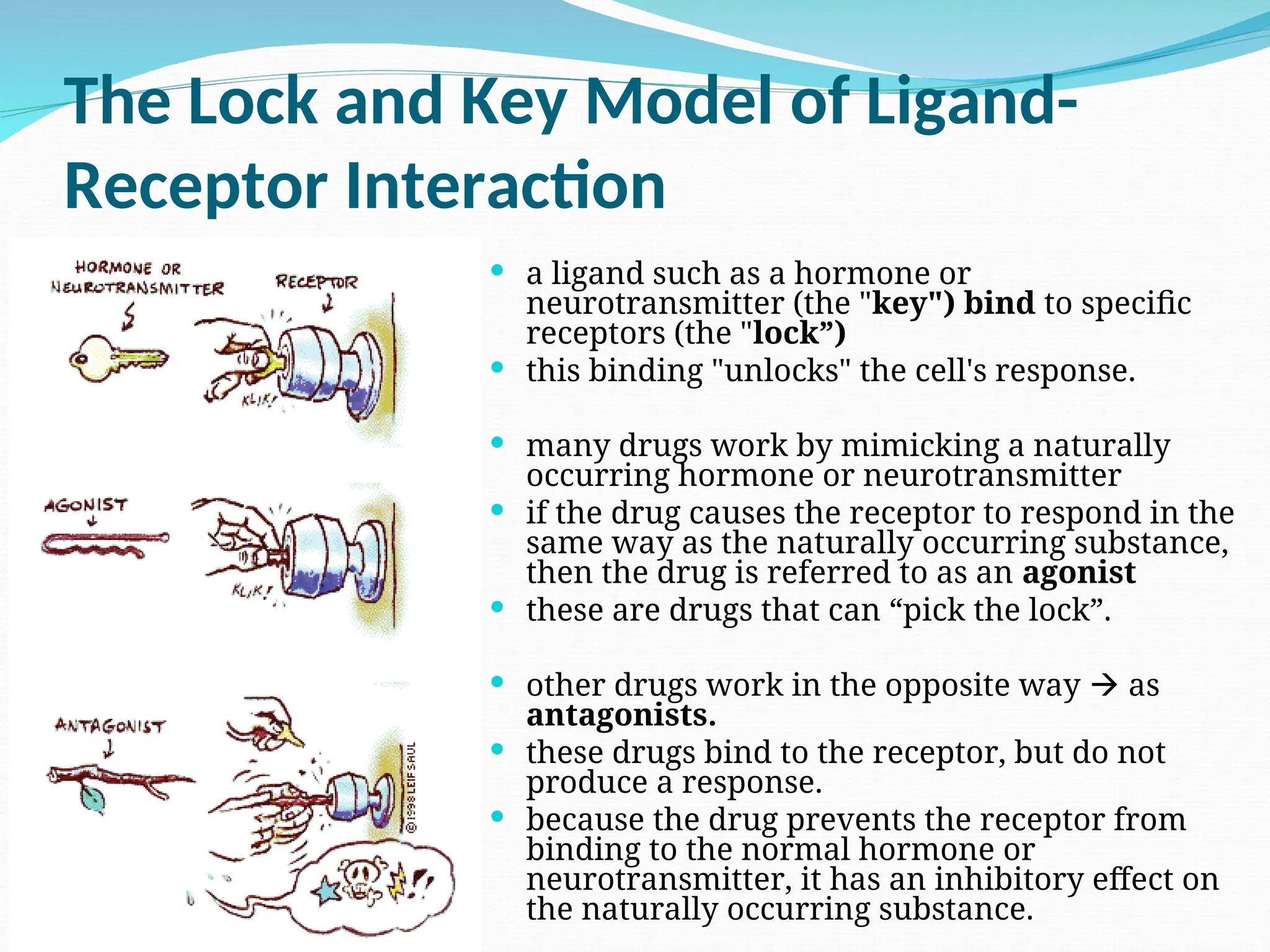 RECEPTORS-AND-PHARMACODYNAMICS ppt in pharmacology | PPT