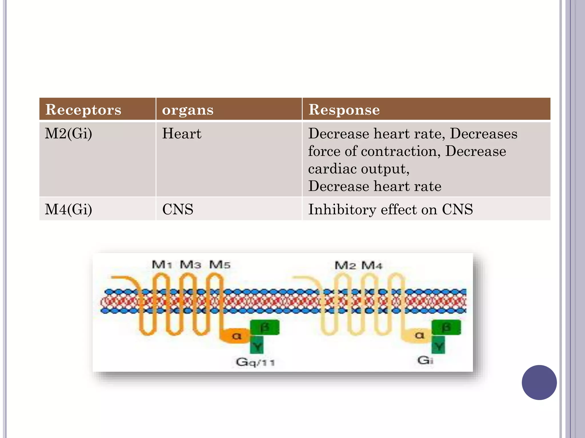 Receptors | PDF