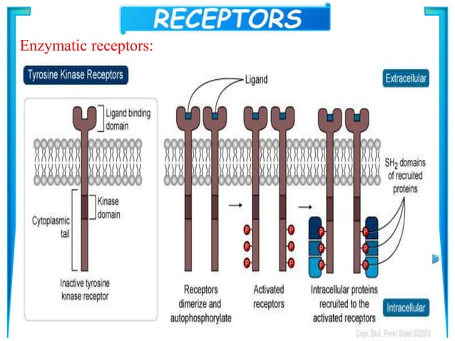Receptors | PPT