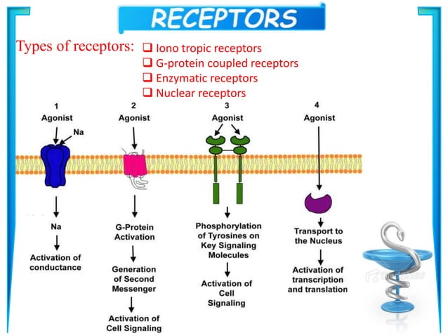 Receptors | PPT