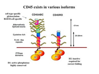 RECEPTORS-Sexl-Moriggl.pdf