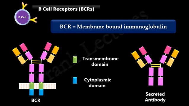 Receptors and signaling immunology | PPT