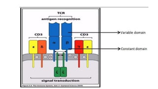 Receptors and signaling immunology | PPT