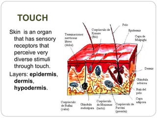 Interaction function II. Receptors and effectors. | PPTX