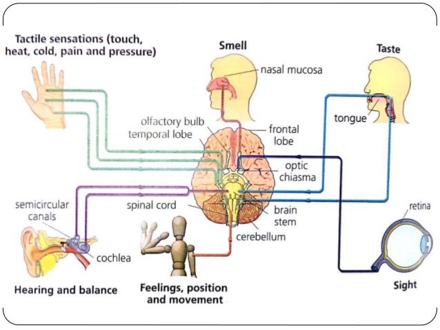 Interaction function II. Receptors and effectors.