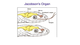 receptors and sense organs notes third sem zoo | PDF