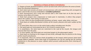 receptors and sense organs notes third sem zoo | PDF