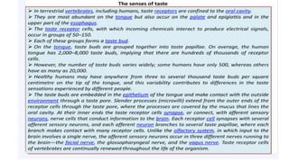 receptors and sense organs notes third sem zoo | PDF
