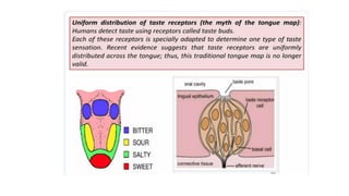 receptors and sense organs notes third sem zoo | PDF