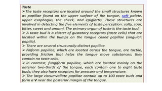 receptors and sense organs notes third sem zoo | PDF