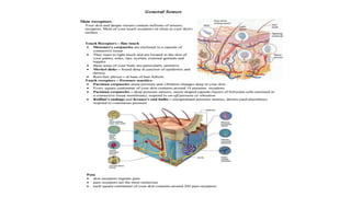 receptors and sense organs notes third sem zoo | PDF