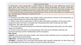 receptors and sense organs notes third sem zoo | PDF