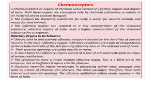 receptors and sense organs notes third sem zoo | PDF