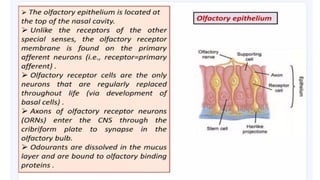 receptors and sense organs notes third sem zoo | PDF