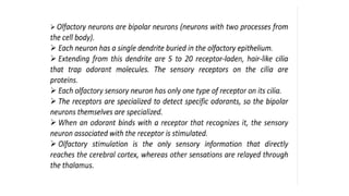 receptors and sense organs notes third sem zoo | PDF