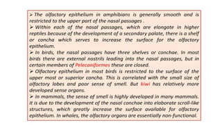 receptors and sense organs notes third sem zoo | PDF