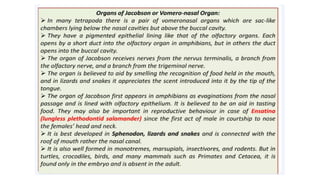 receptors and sense organs notes third sem zoo | PDF