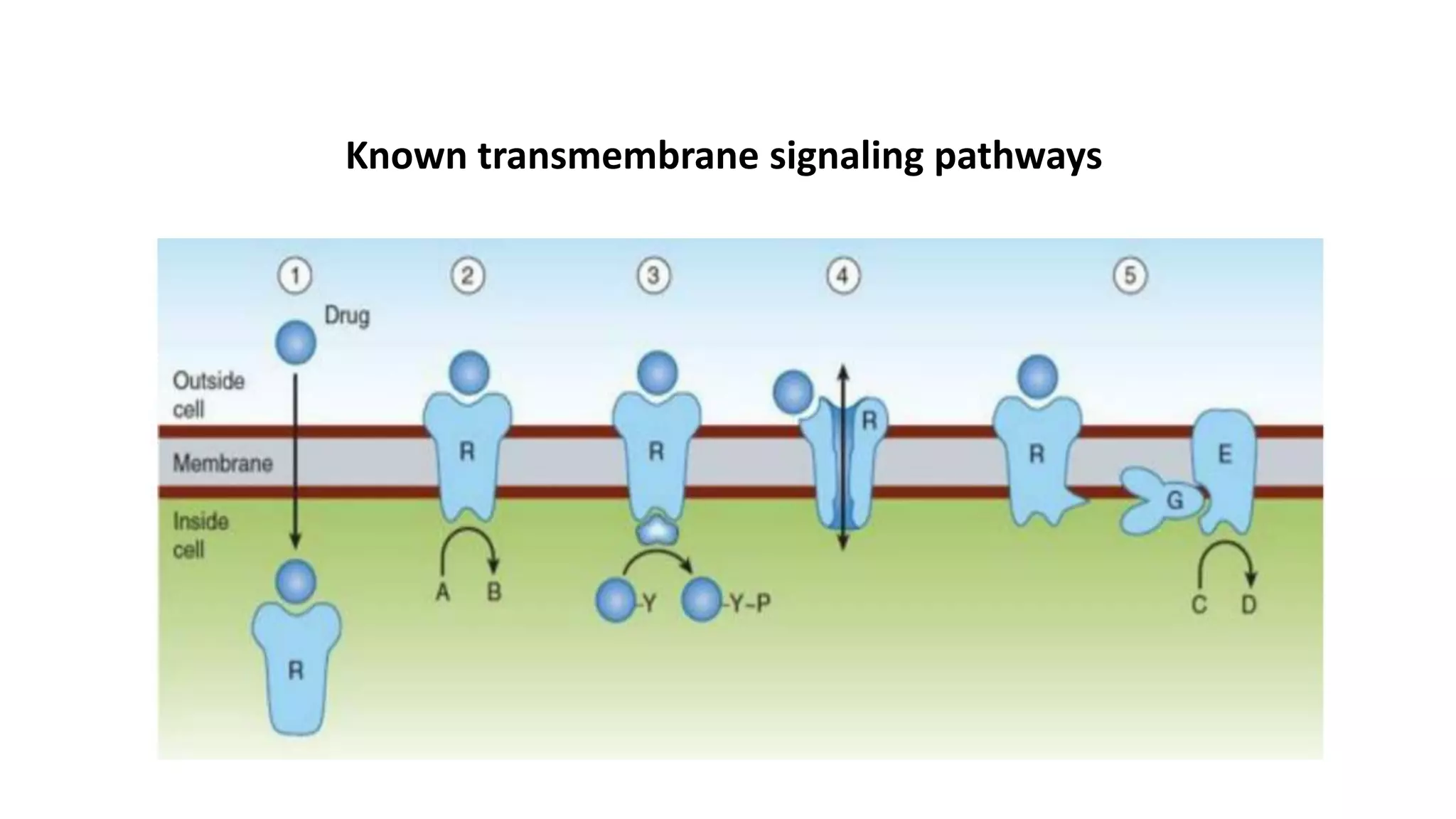 Receptors and signaling pathway dr nipa | PPT