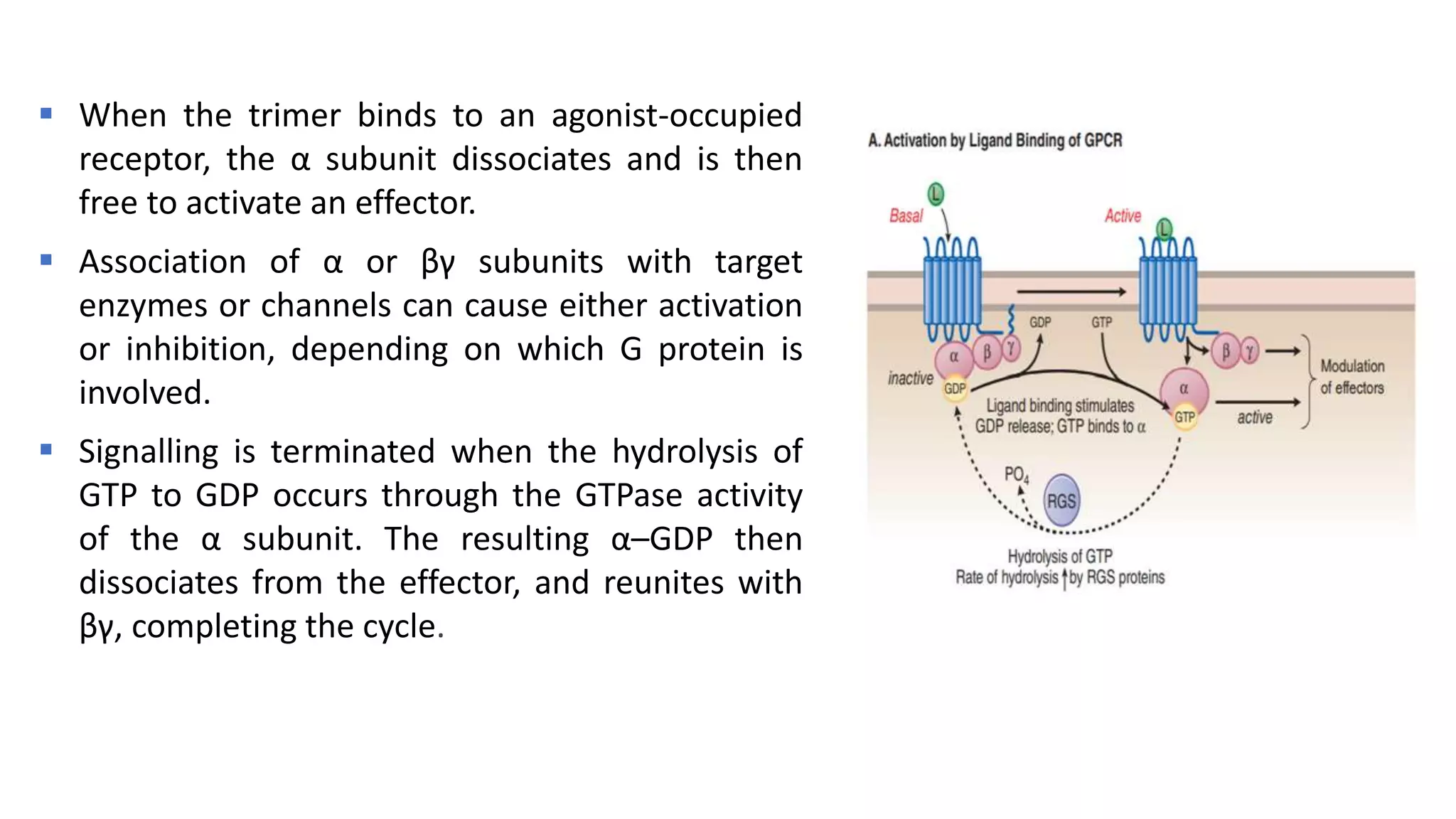 Receptors and signaling pathway dr nipa | PPT
