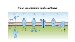 Receptors and signaling pathway dr nipa | PPT