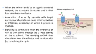 Receptors and signaling pathway dr nipa | PPT