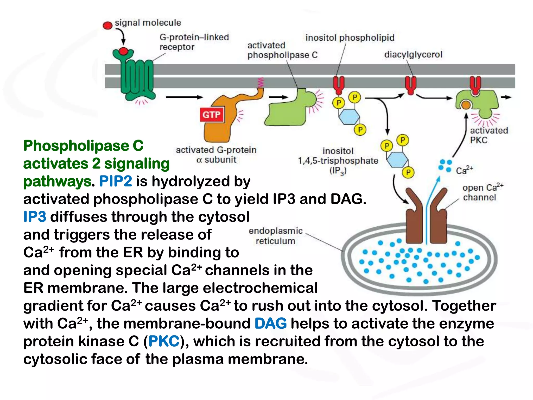 Receptors and signal transduction | PPTX