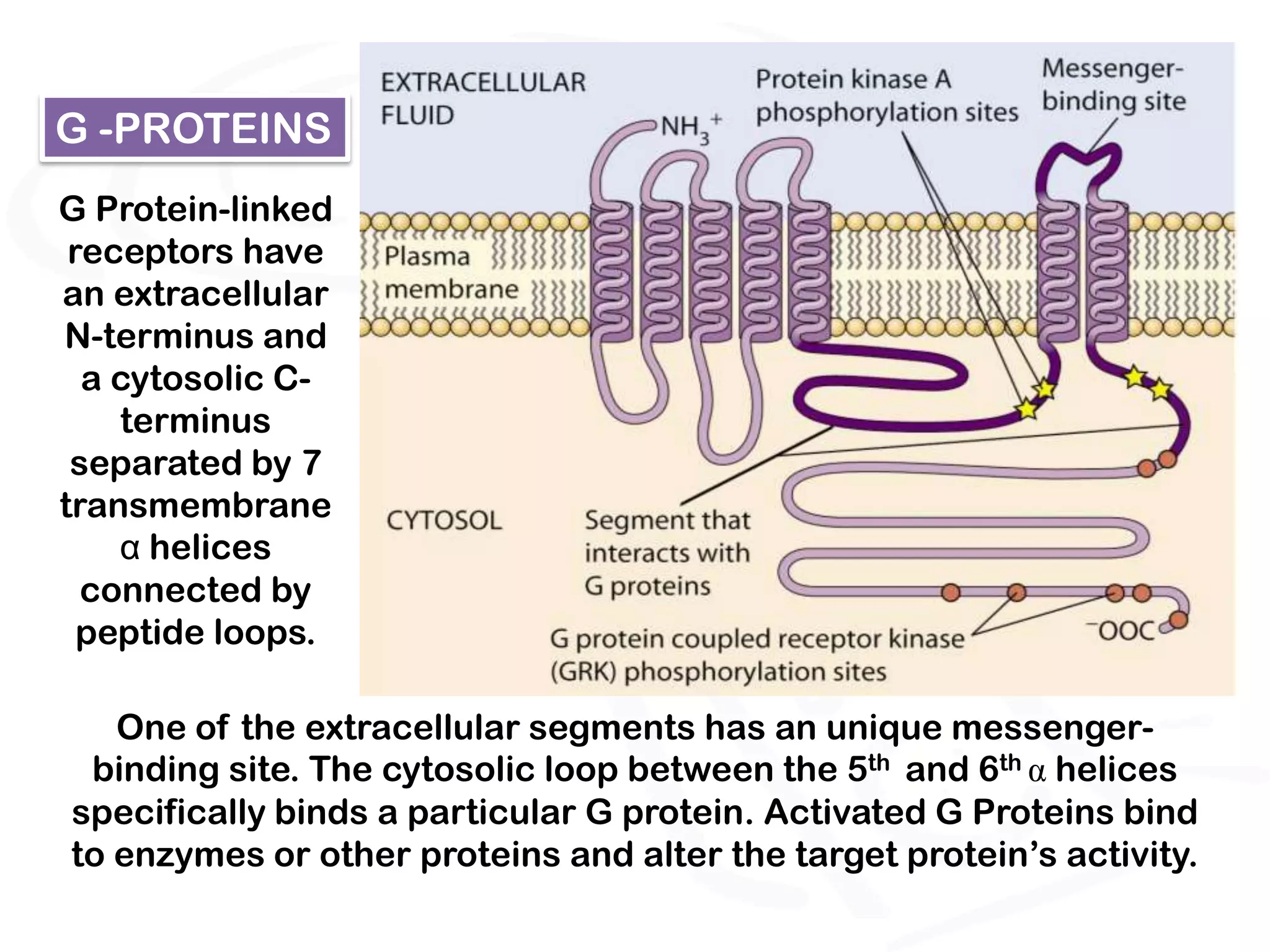 Receptors and signal transduction | PPTX