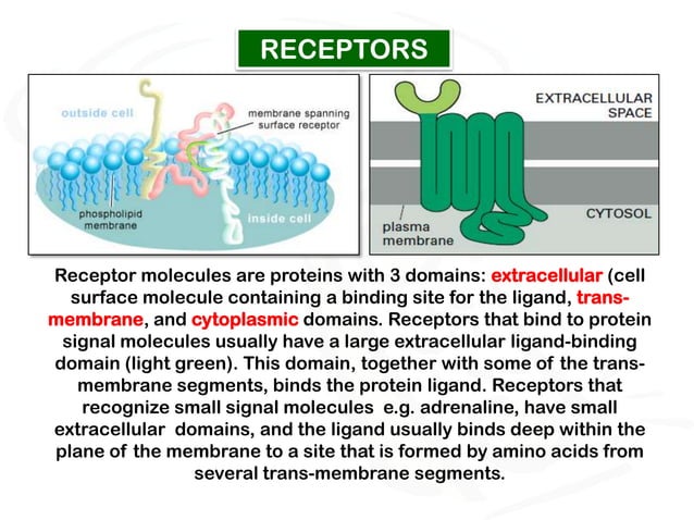 Receptors and signal transduction | PPTX