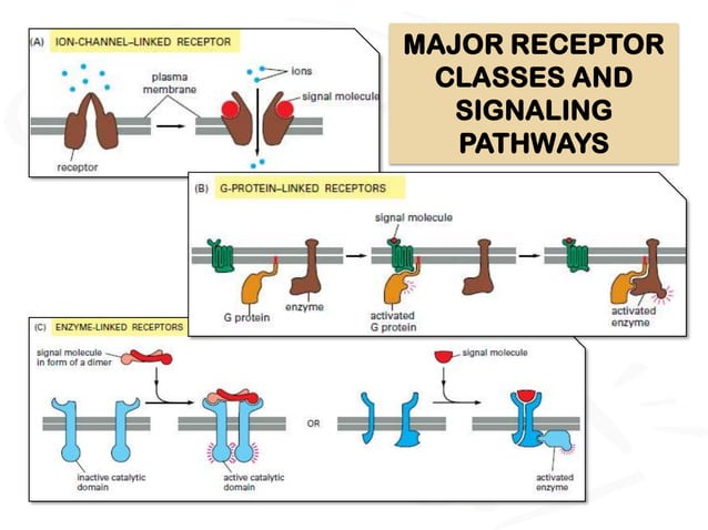 Receptors and signal transduction | PPTX