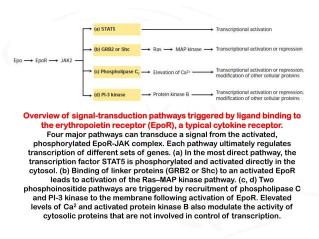 Receptors and signal transduction | PPTX